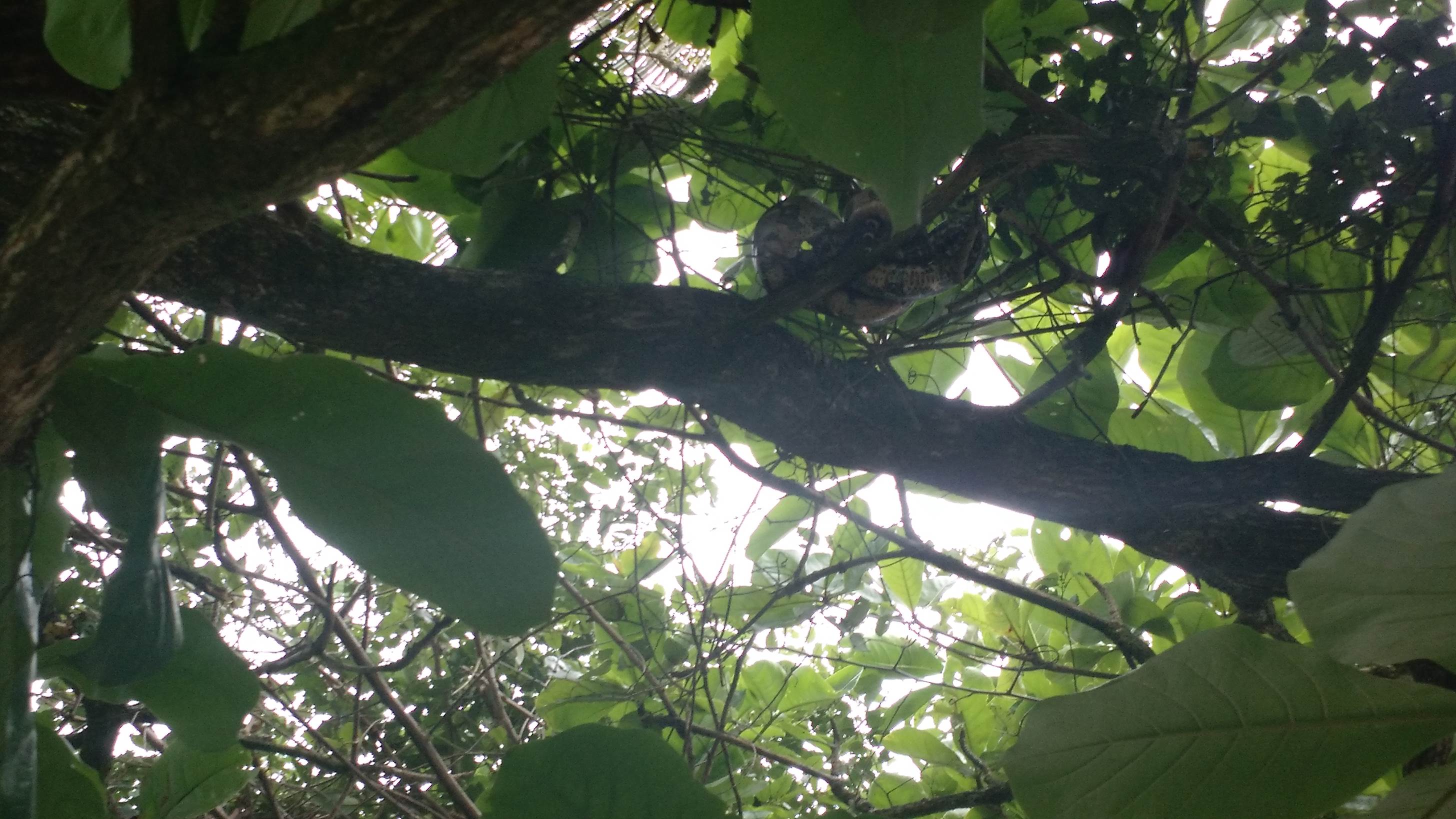Ilha de Boipeba (BA): O que você tem que saber para a sua viagem ...